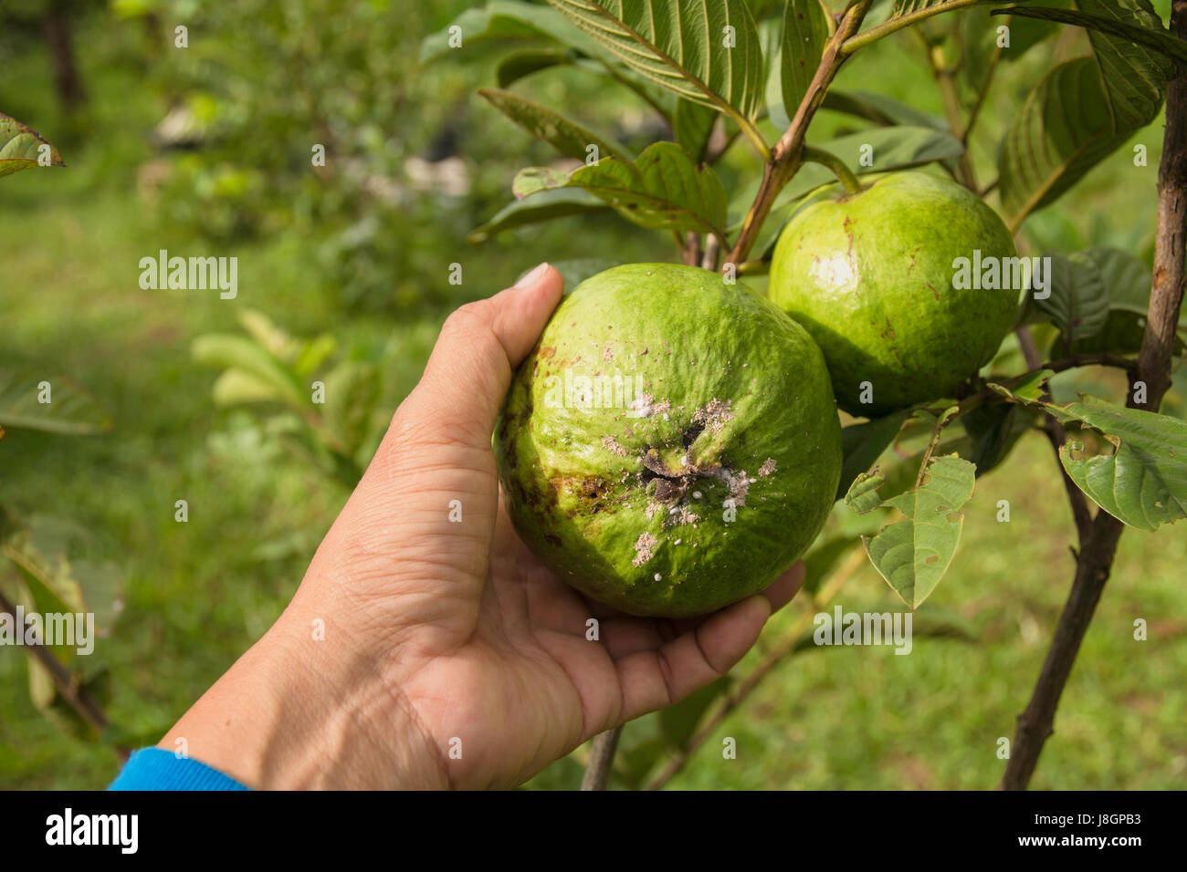 Hand touching rotten guava with tree of guava in the garden Stock Photo ...