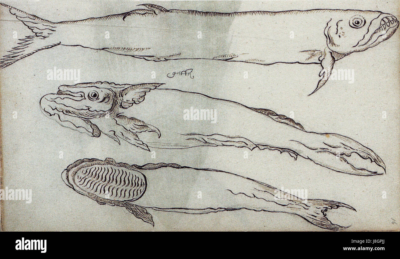 Chirocentrus dorab hi-res stock photography and images - Alamy