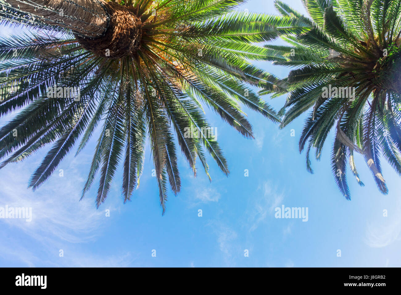 Exotic tropical palm tree border on blue sky background Stock Photo - Alamy
