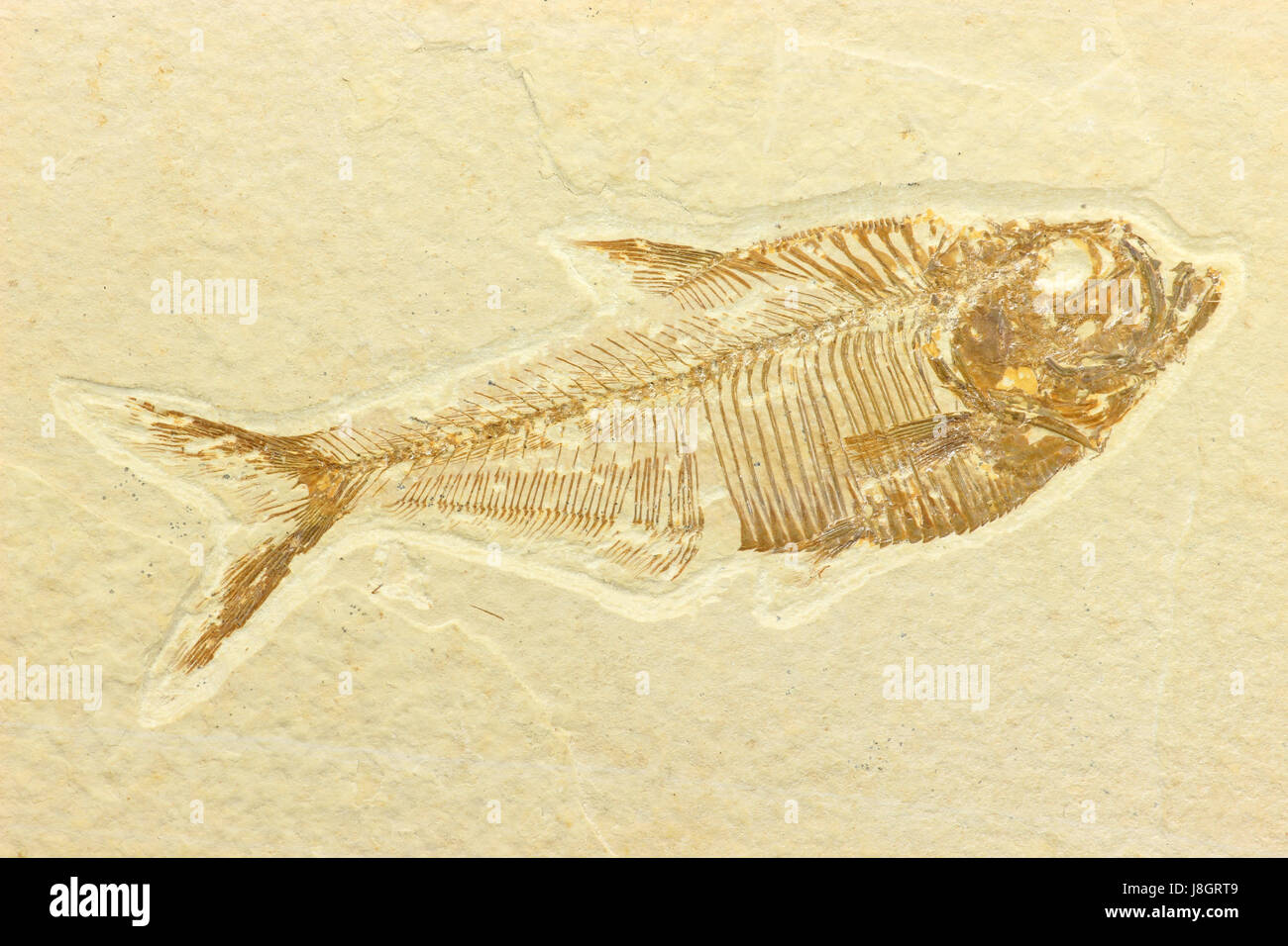 Diplomystus fish fossil from Green River Formation/ USA Stock Photo - Alamy