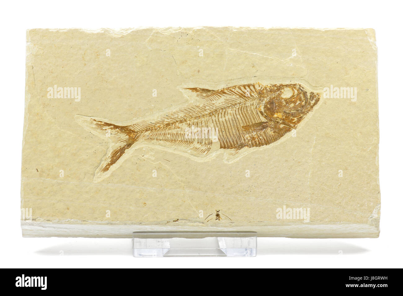 Fossil formation hi-res stock photography and images - Alamy