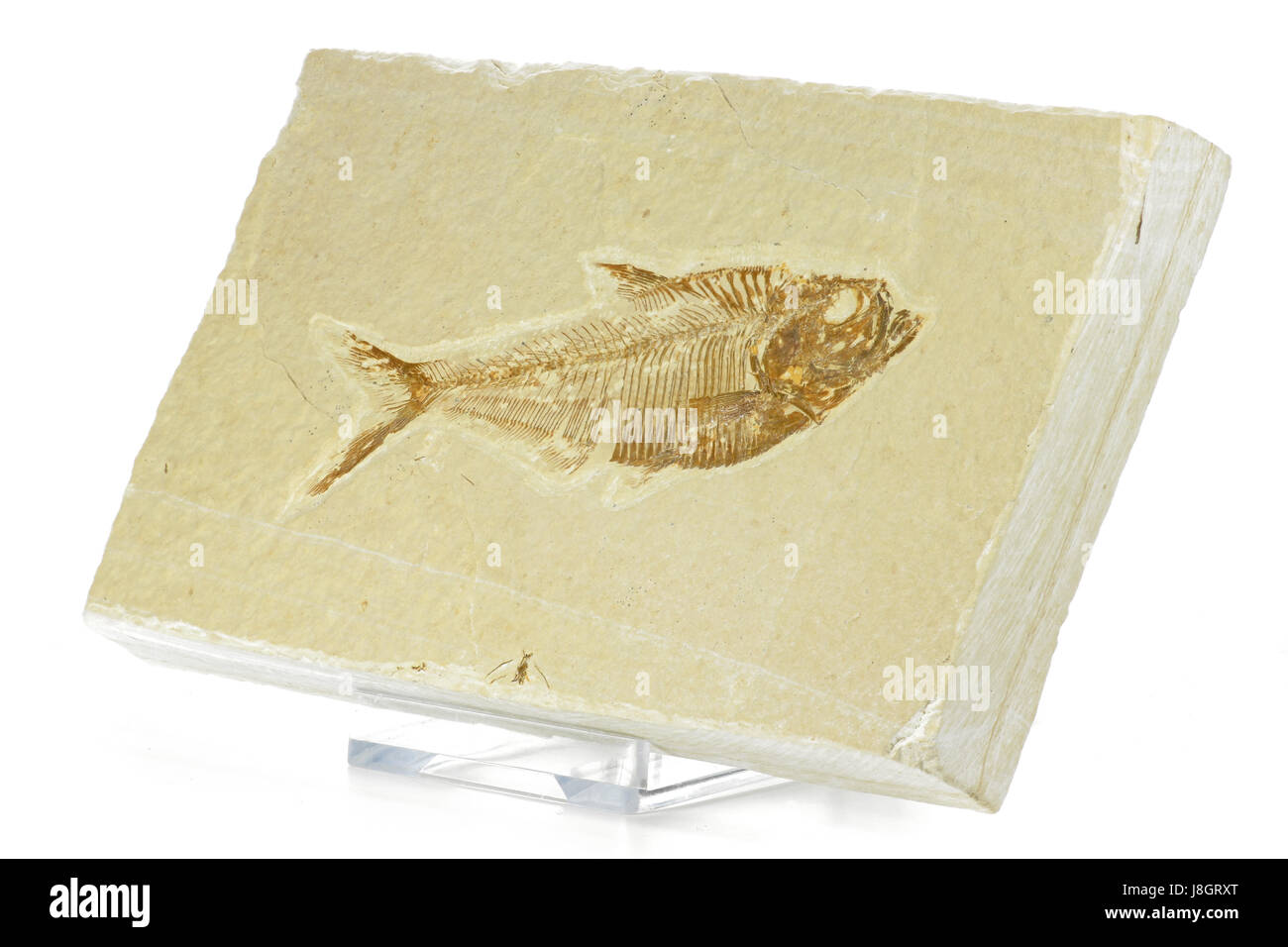 Diplomystus fish fossil from Green River Formation/ USA Stock Photo - Alamy
