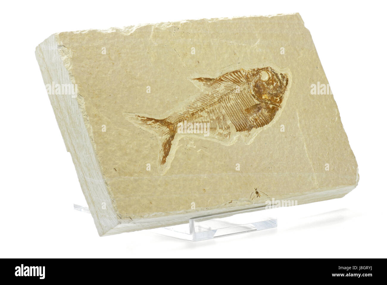 Fossil formation hi-res stock photography and images - Alamy