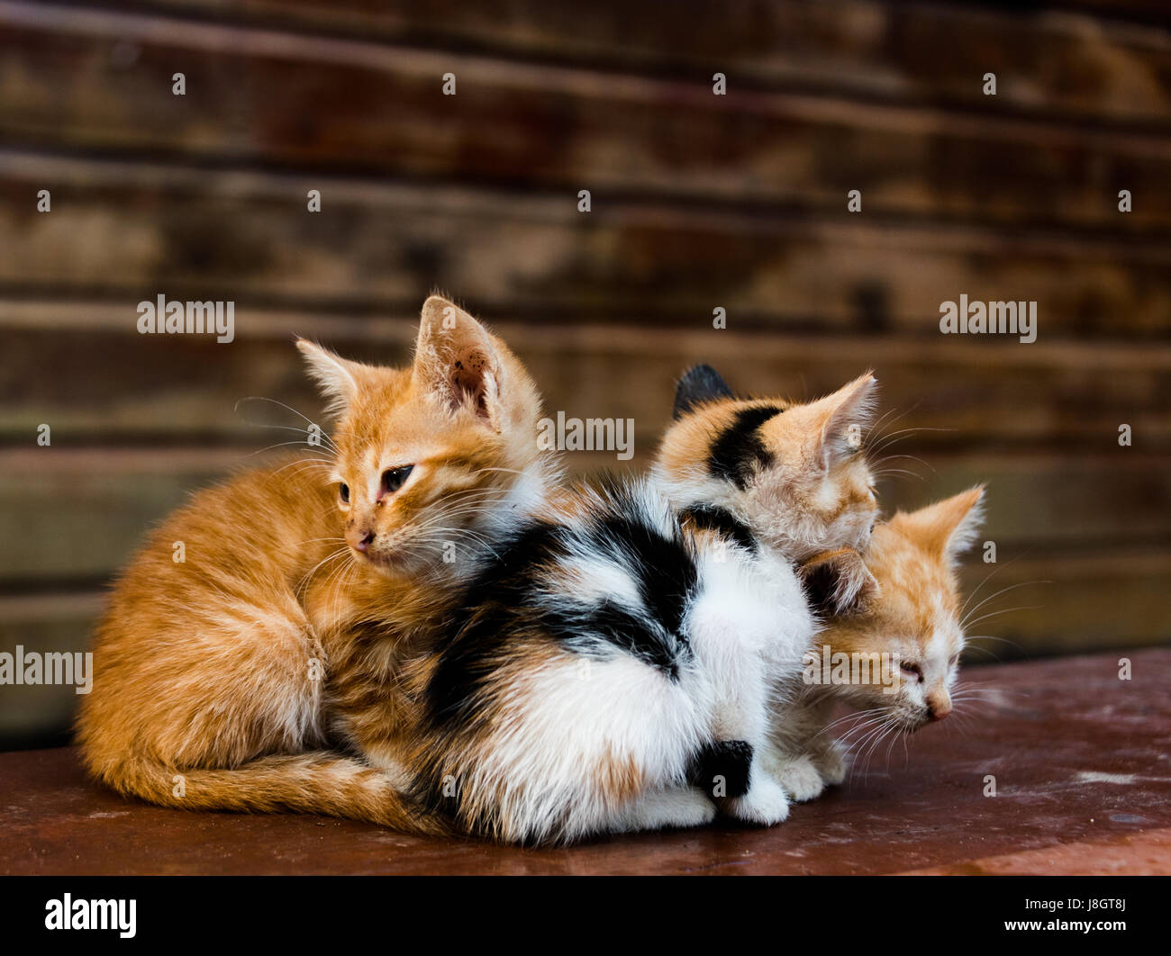 Three Kittens Huddled Together Stock Photo - Alamy