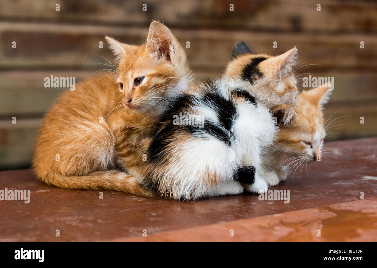 Three Kittens Huddled Together Stock Photo - Alamy