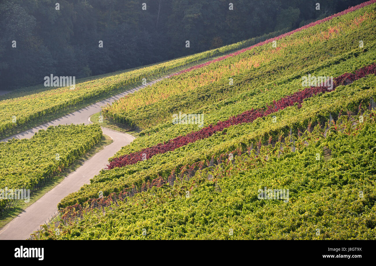 lust, addiction, tendency, vineyard, viticulture, vine, grape vine ...