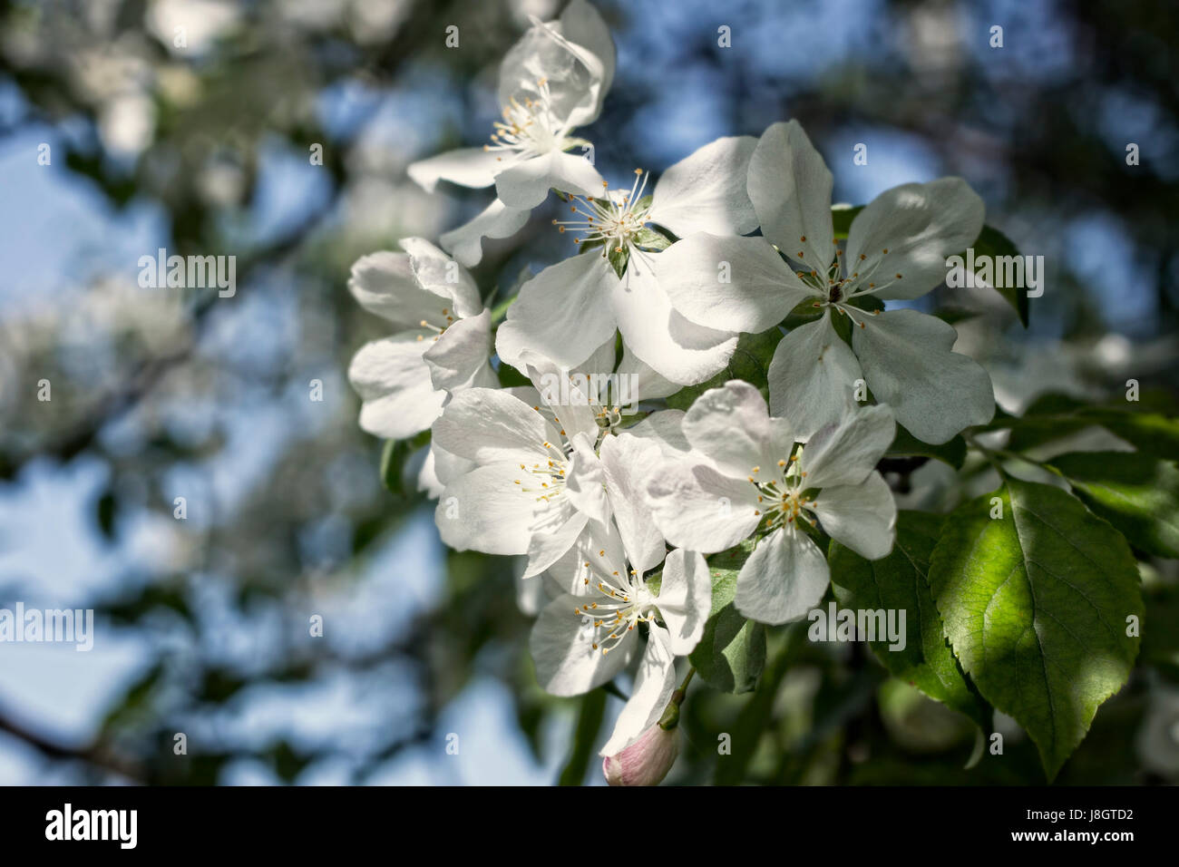 April or may background. Flowers on blue sky background. Nature photo ...
