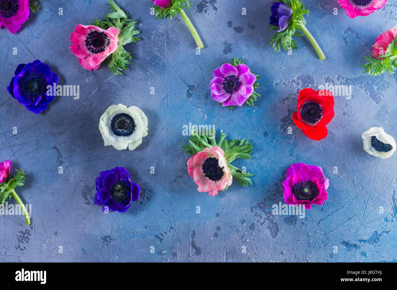 Fresh colorful Anemones fresh flowers pattern on gray background Stock ...
