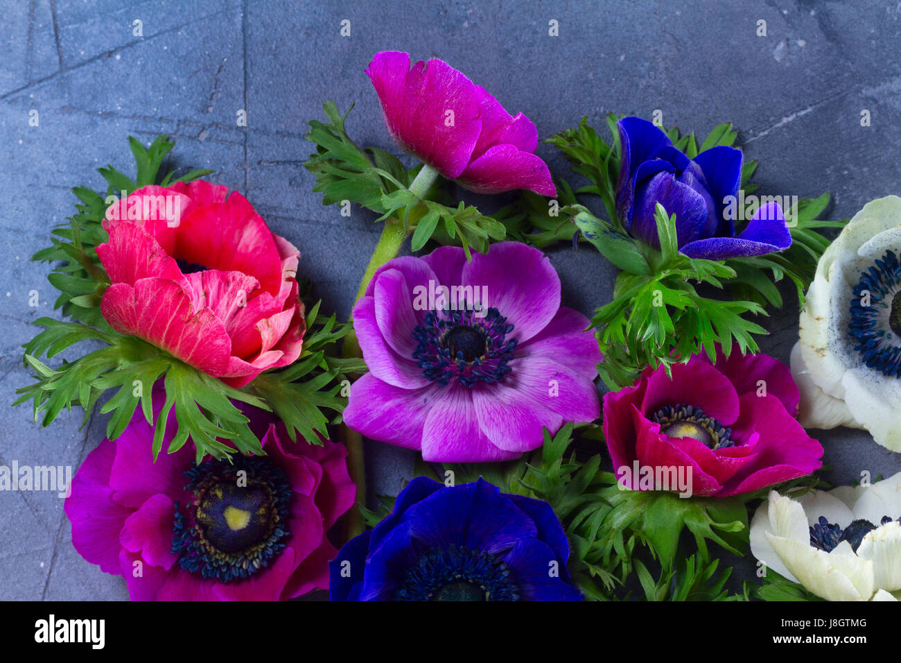 Fresh colorful Anemones flowers heads close up background Stock Photo ...
