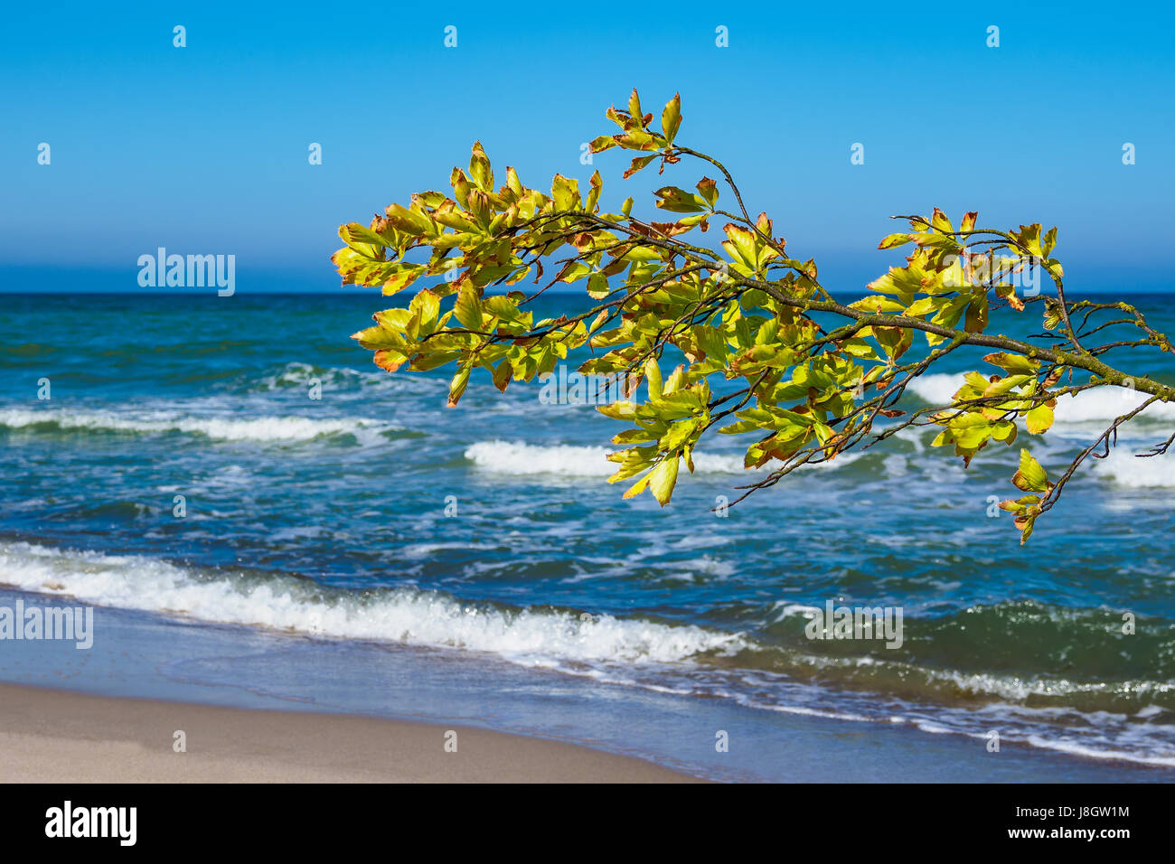 Overthrown tree on shore of the Baltic Sea Stock Photo - Alamy