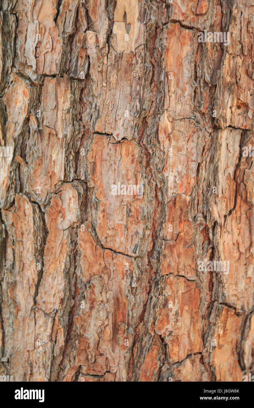 texture of pine tree bark Stock Photo - Alamy