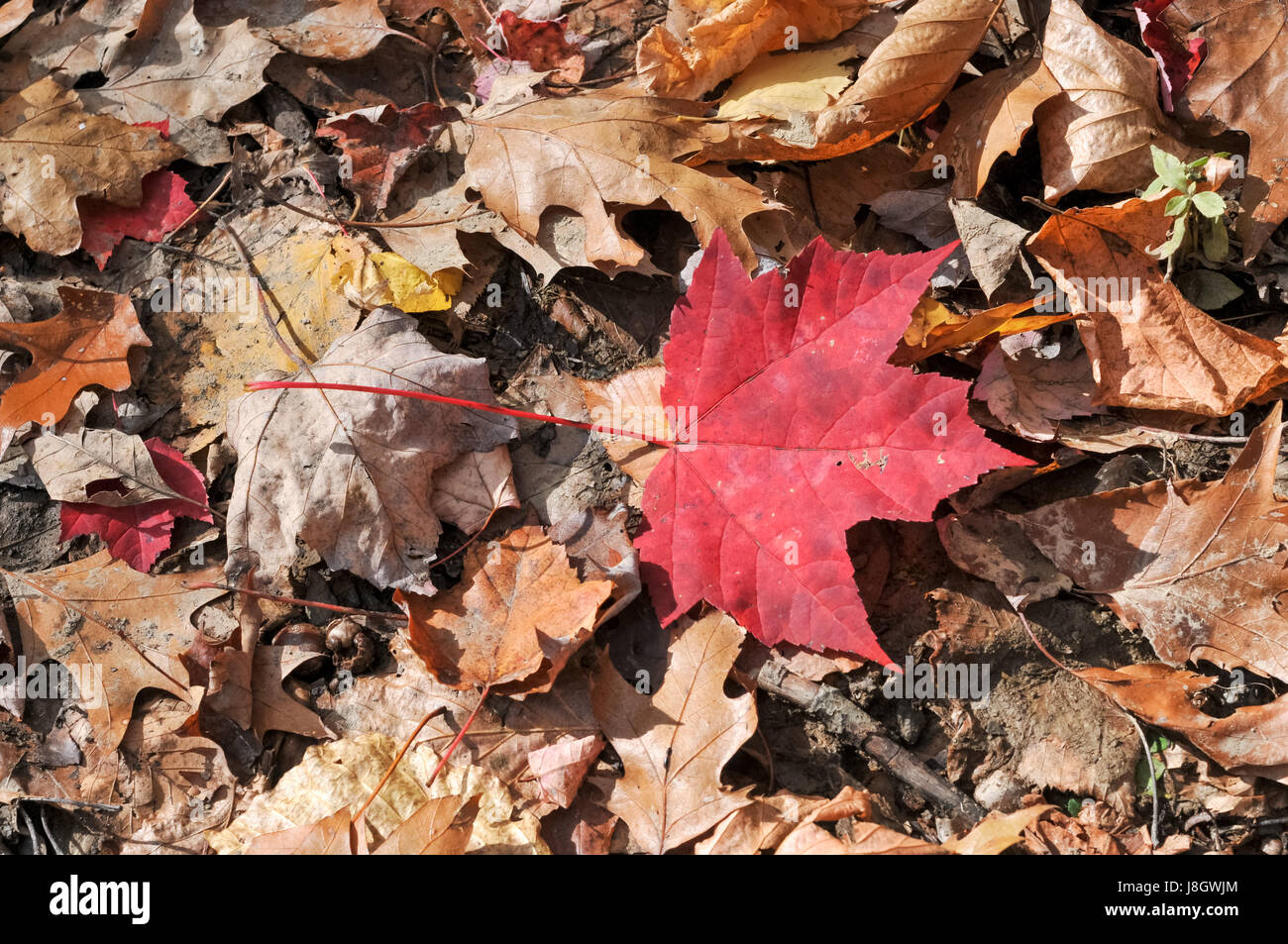 Red Maple leaf in Mount Washington State Forest during Autumn Stock ...