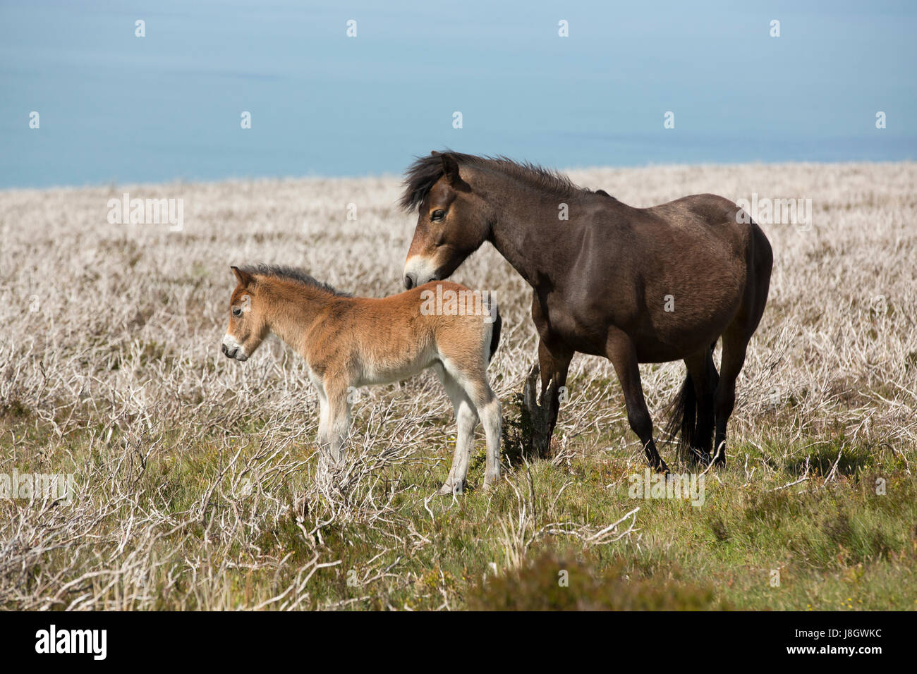 Foal behind mother hi-res stock photography and images - Alamy