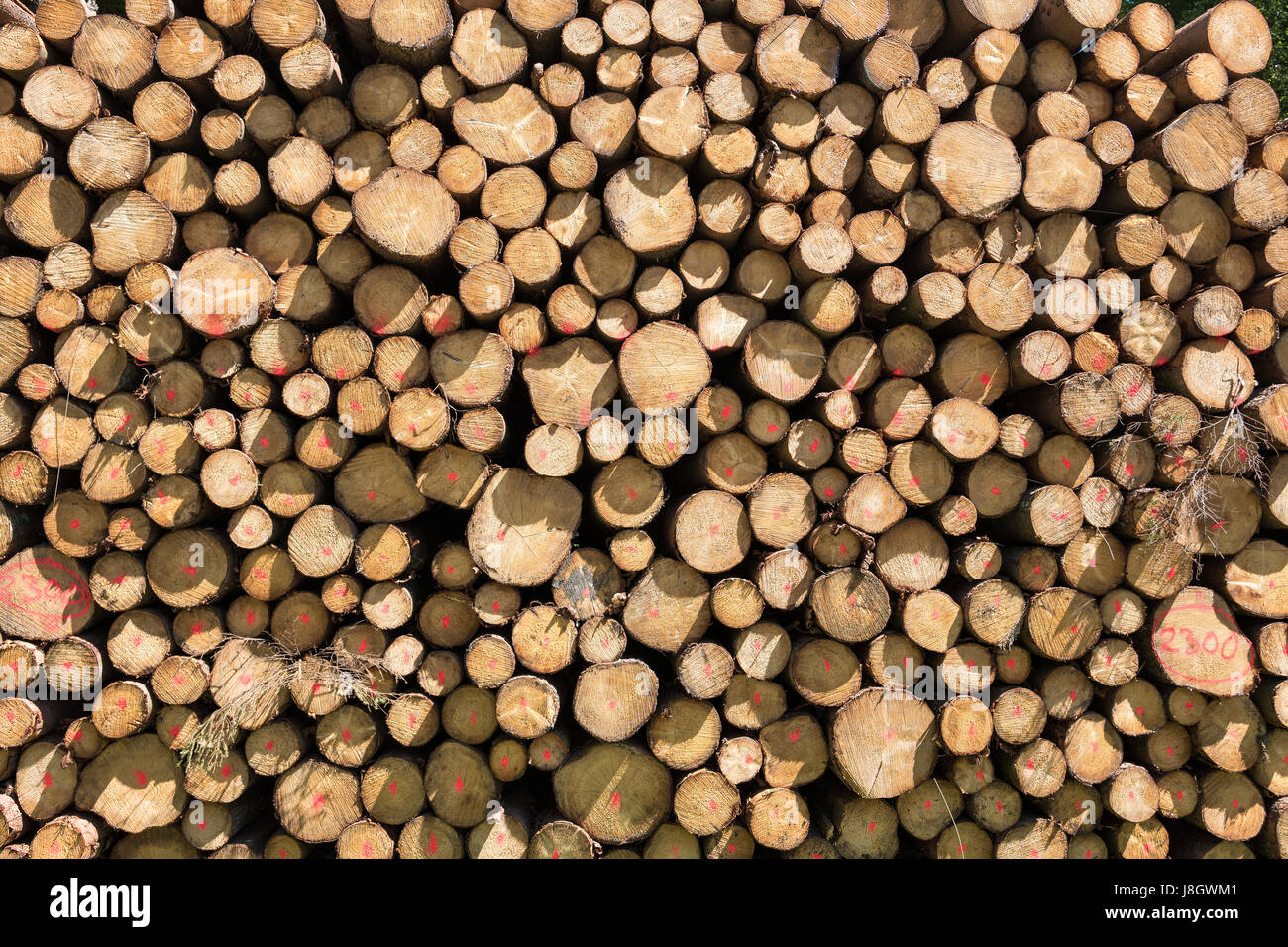 Stacked logs texture hi-res stock photography and images - Alamy