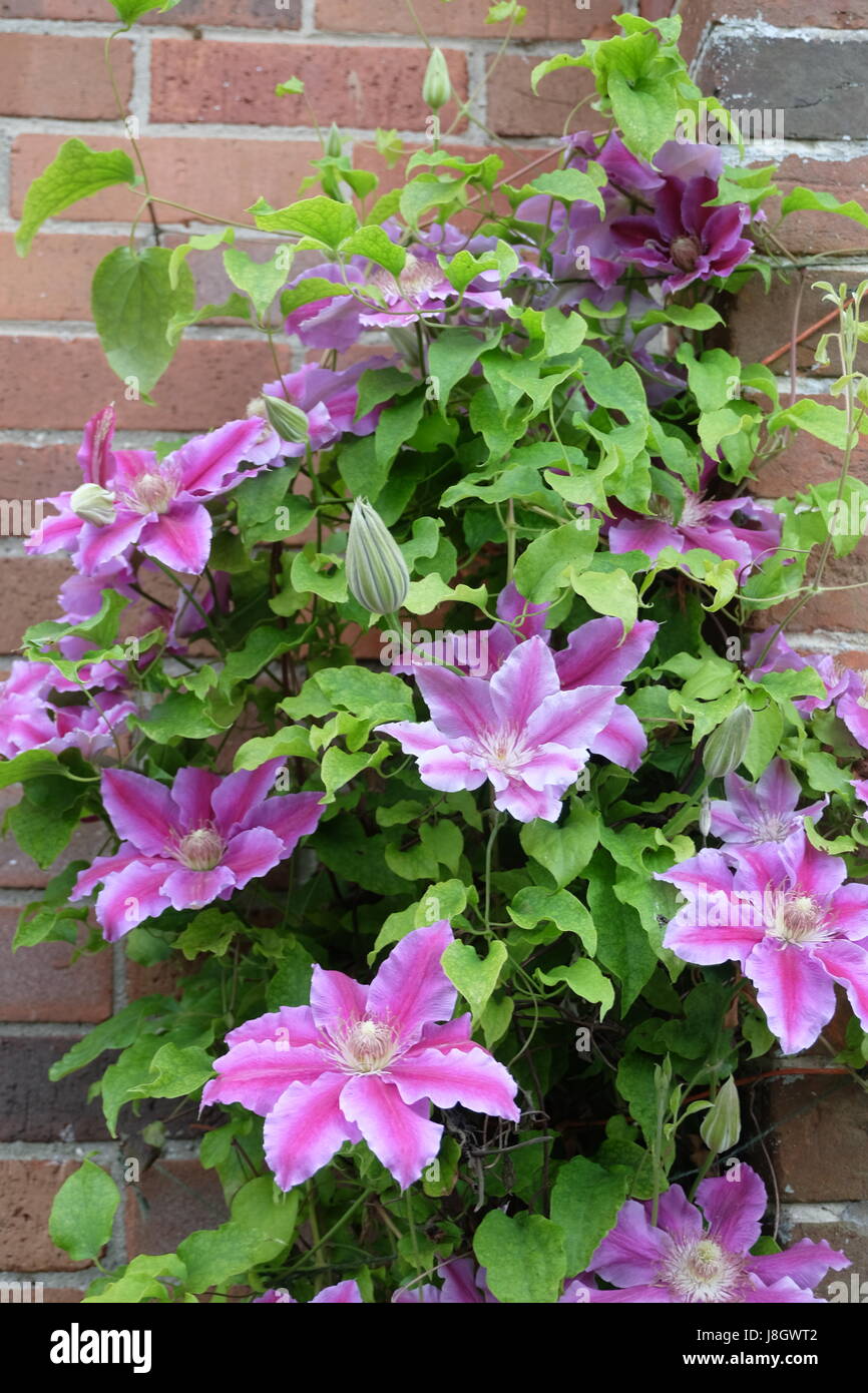 Clematis climbing wall flower hi-res stock photography and images - Alamy