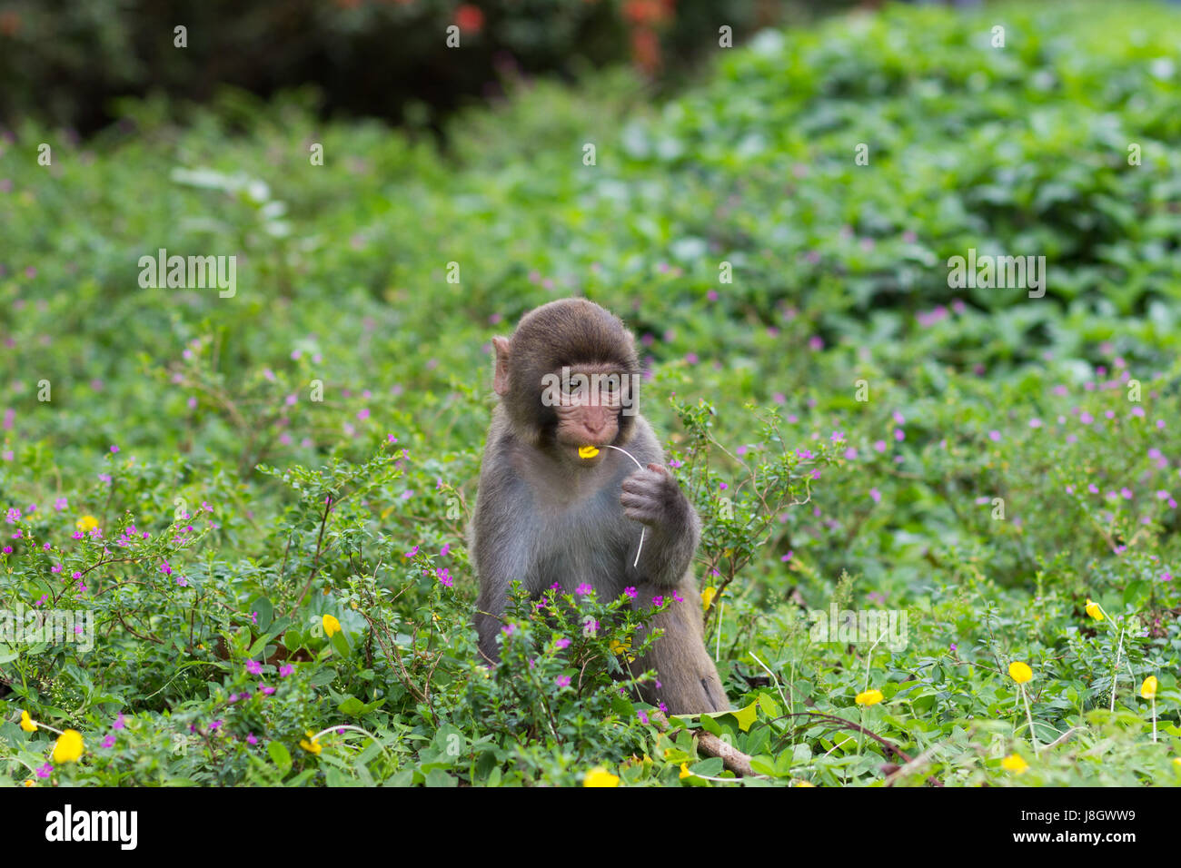 Little rhesus macaque sitting in grass holding yellow flower in paws ...