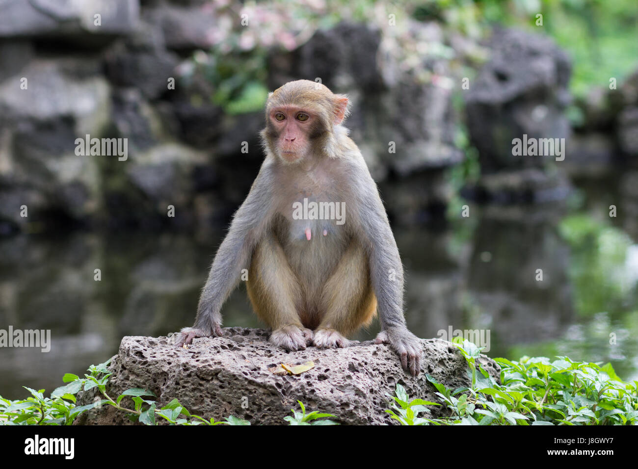 adult female rhesus monkey sits on a large stone Stock Photo - Alamy