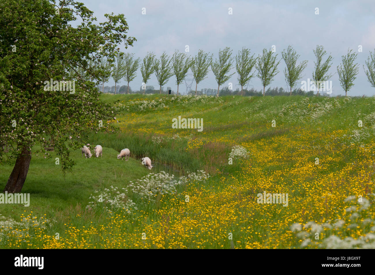 A spring summerfield filled with flowers an grazing sheep Stock Photo ...