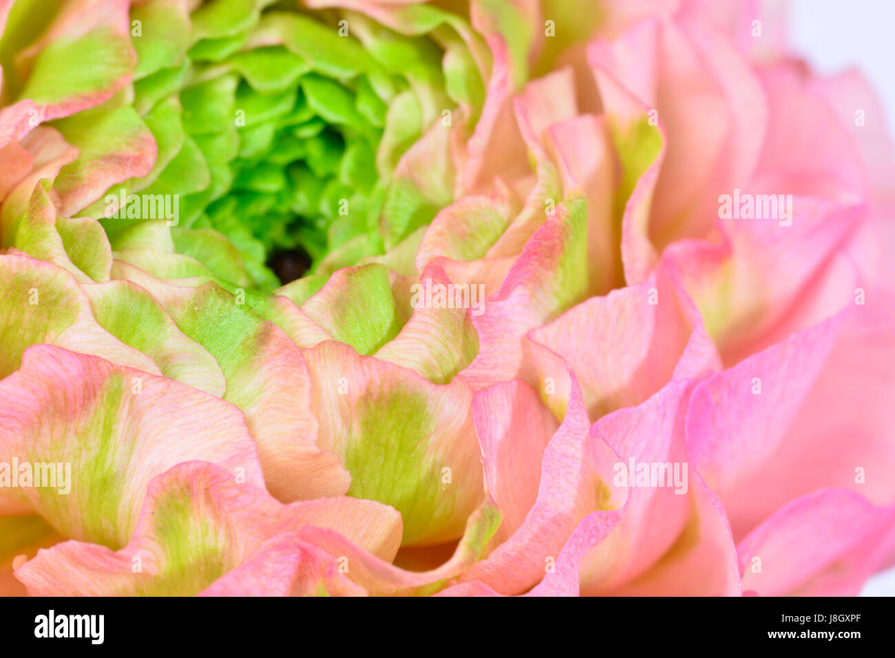 This close up shows a Ranunculus with bright green inner layers ...