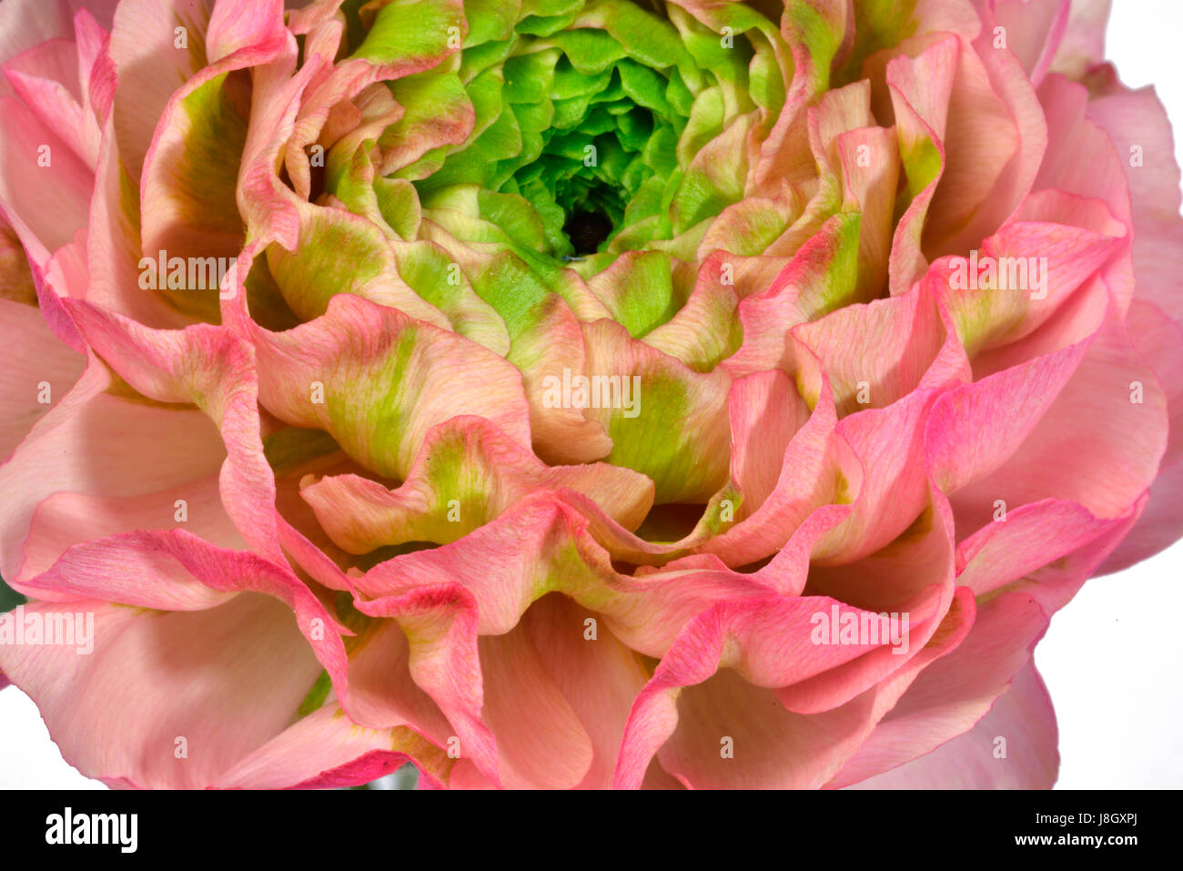 A wide open Ranunculus with a green centre with beautifully pink outer ...
