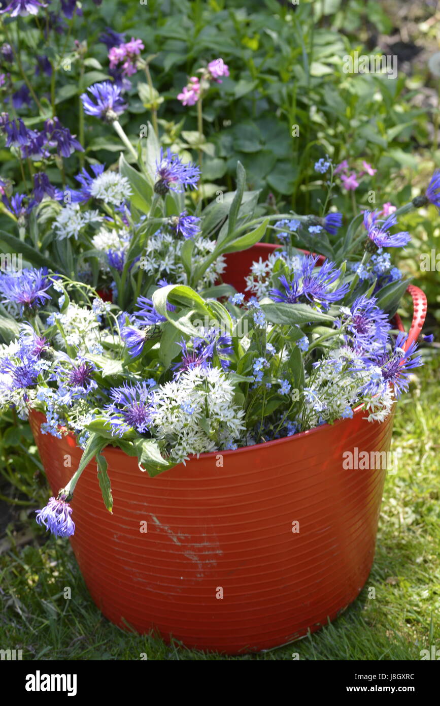 A bright red bucket filled with a large ammount of blue Centaurea and ...