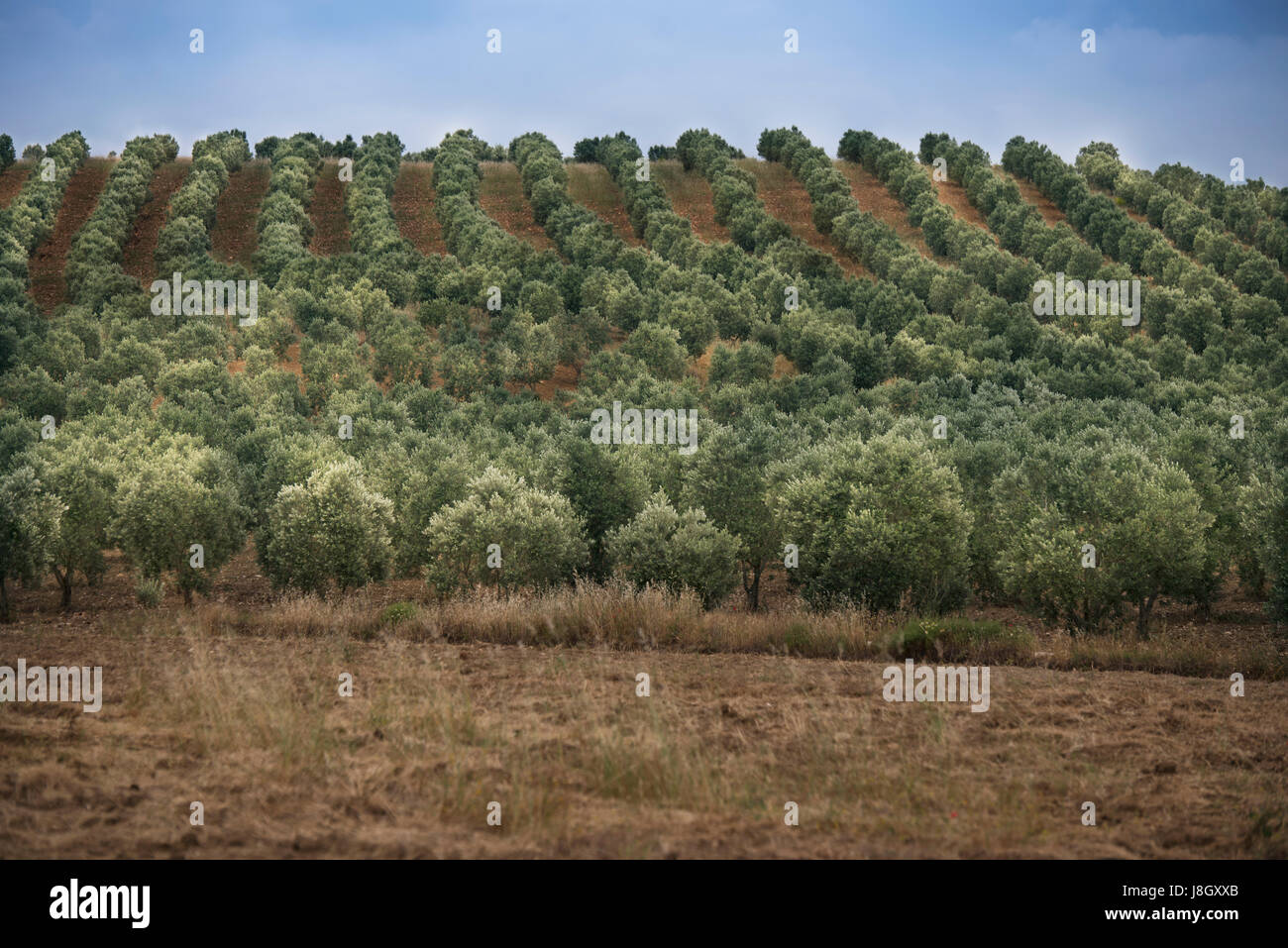 Olive trees field hi-res stock photography and images - Alamy
