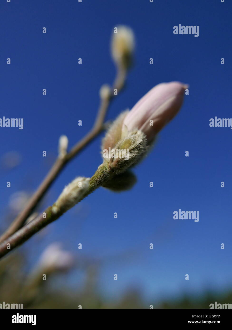 A close up of a magnolia that's just beginning to sprout Stock Photo ...