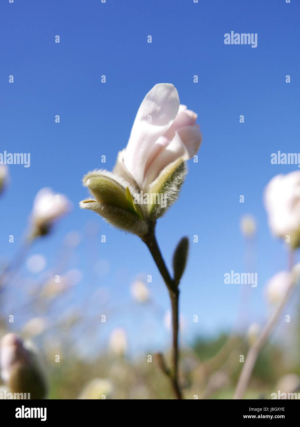 A close up of a magnolia that's just beginning to sprout Stock Photo ...