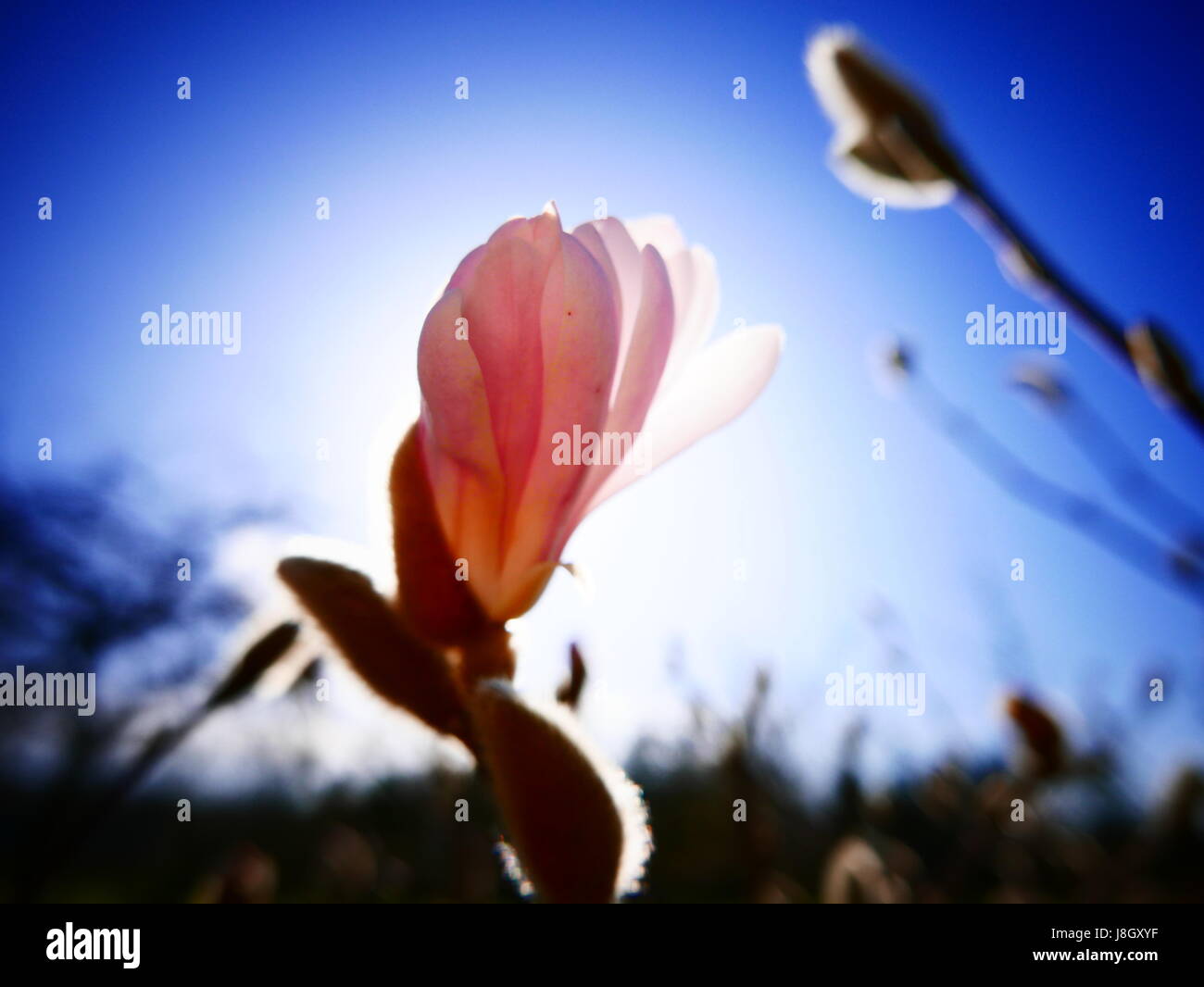 A stunning magnolia at the break of dawn Stock Photo - Alamy