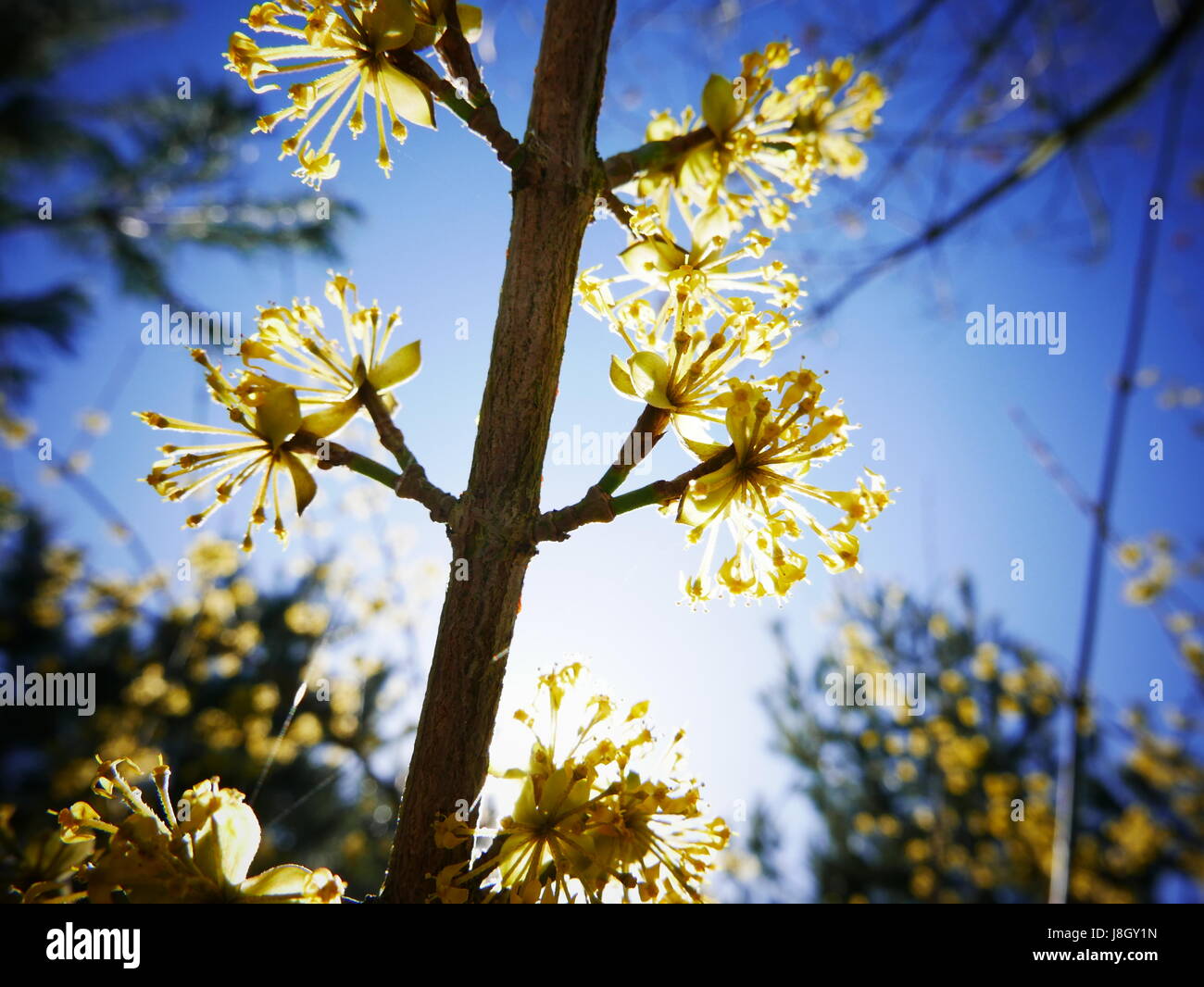 A branch of bright yellow Cornus mas basked in sunlight against a ...
