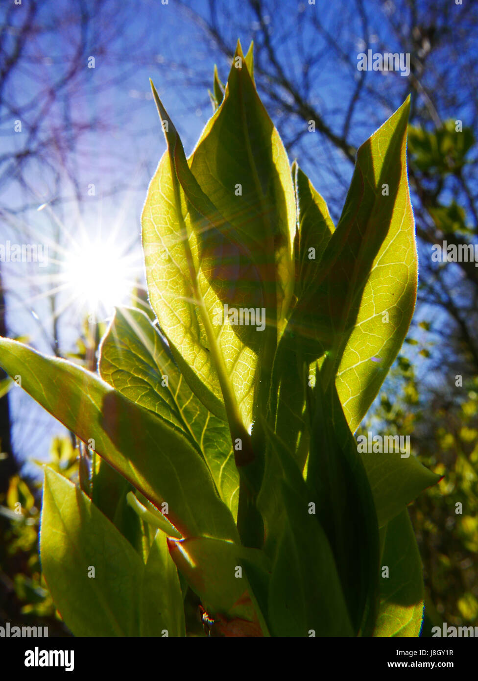 Beautiful Syringa leaves glowing as it's enjoying the sunlight Stock ...
