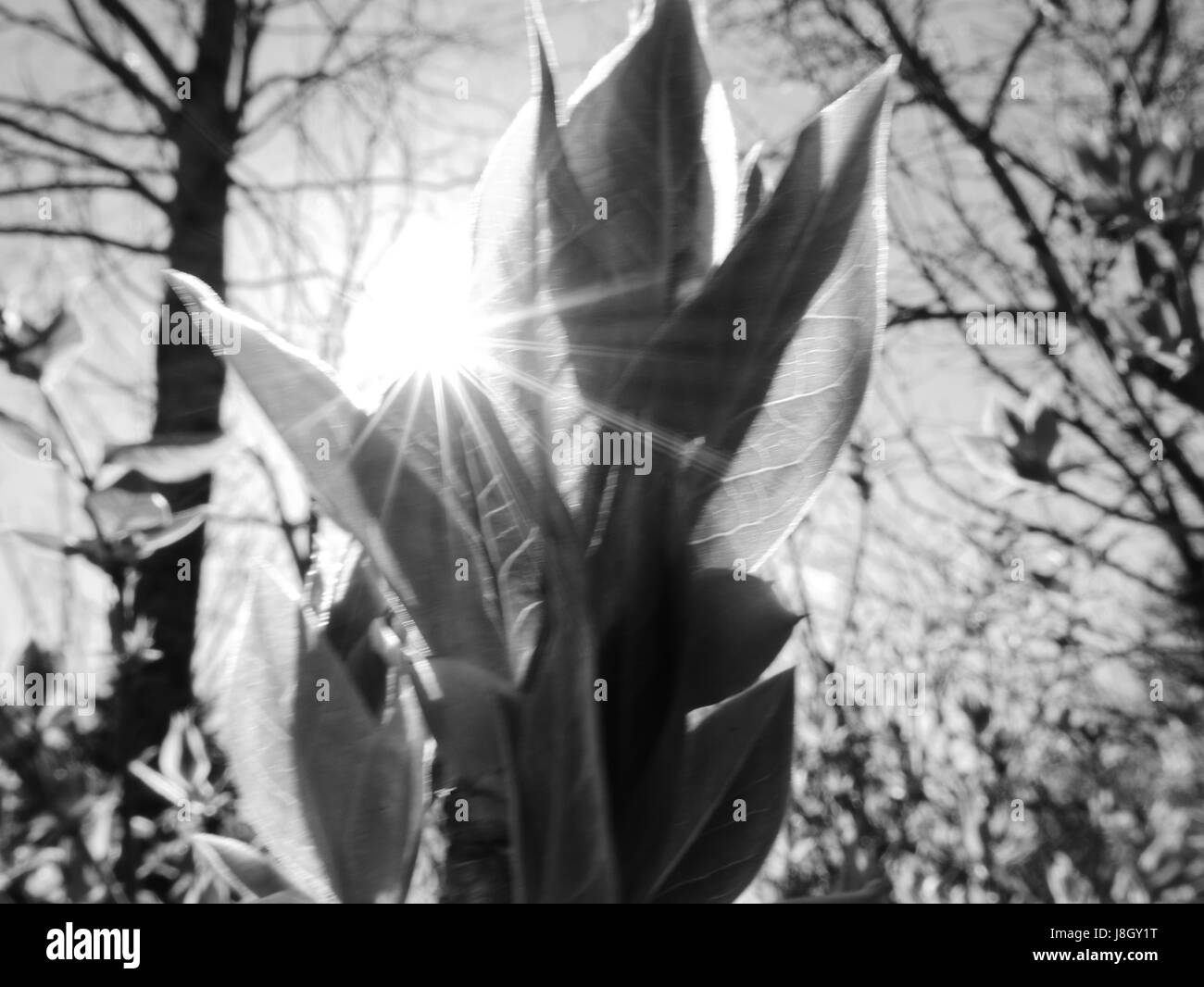 Leaves glowing in the sun Black and White Stock Photos & Images - Alamy
