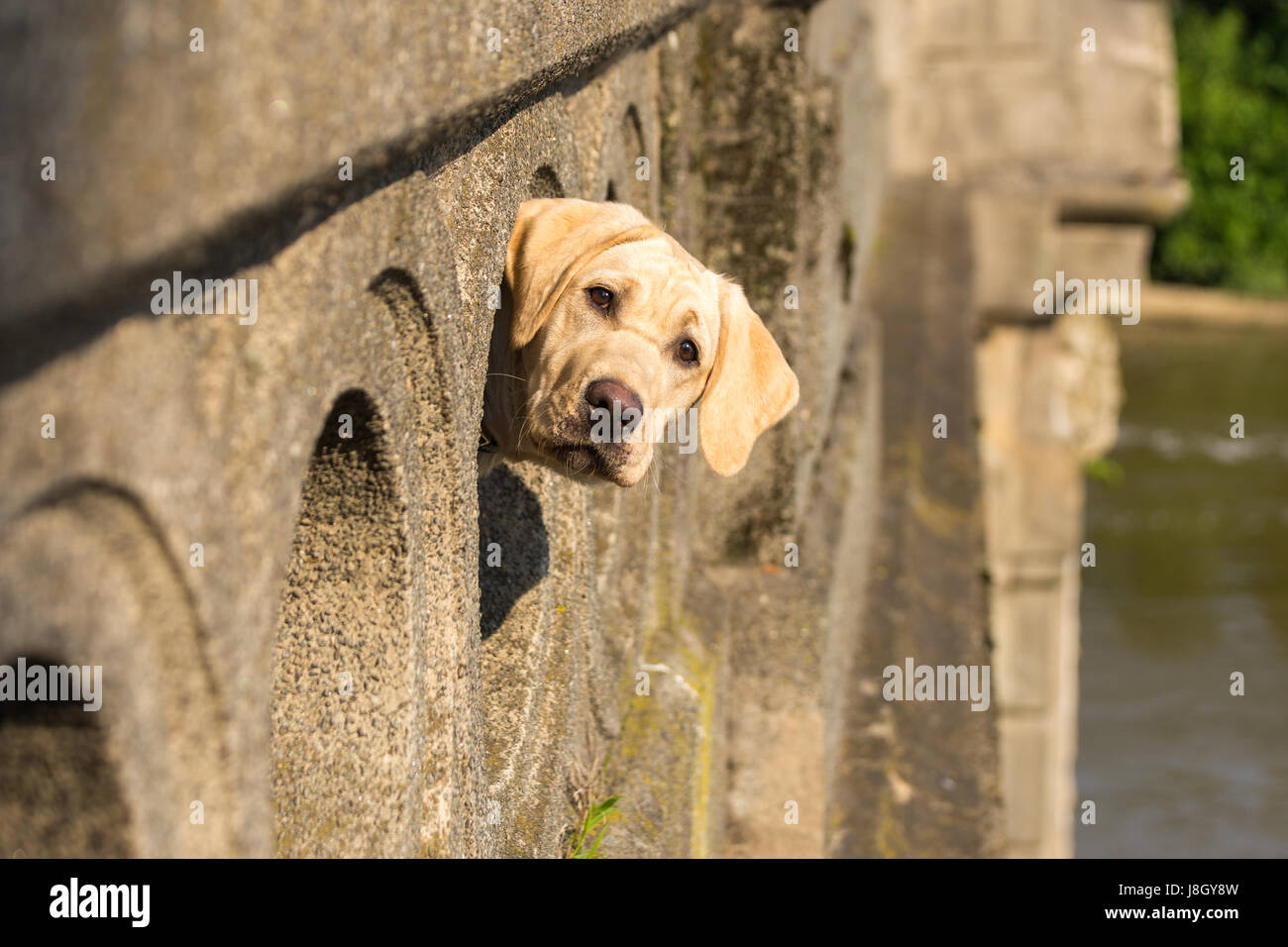 Funny dog isolated face peeking hi-res stock photography and images - Alamy