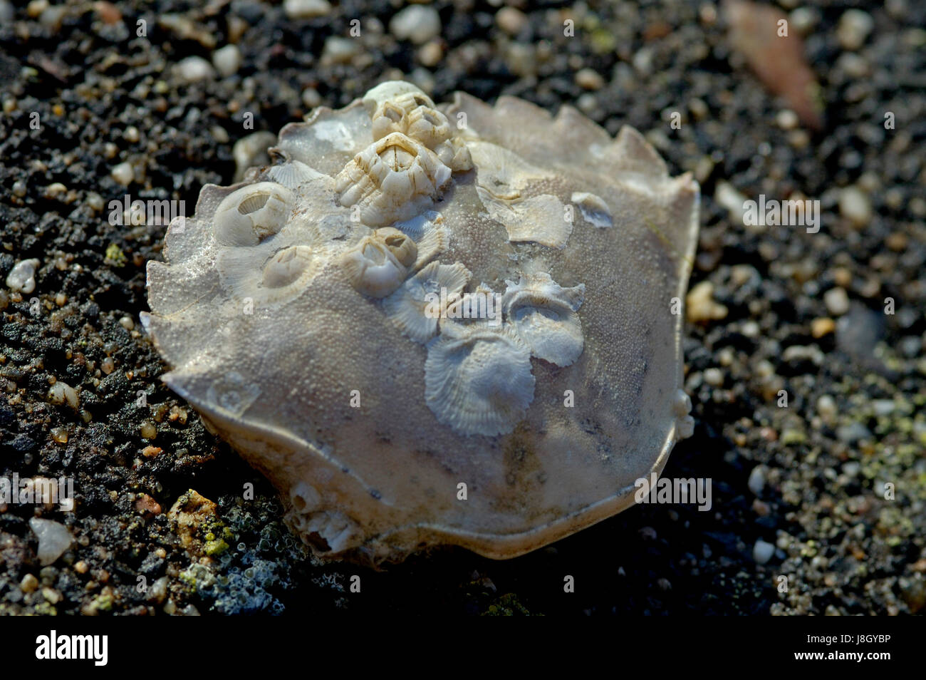 The empty shell of a crab lying in the dirt Stock Photo - Alamy