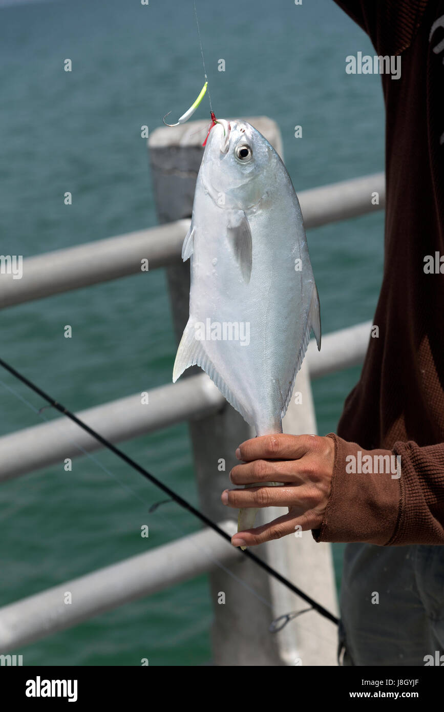 Pompano fish hi-res stock photography and images - Alamy