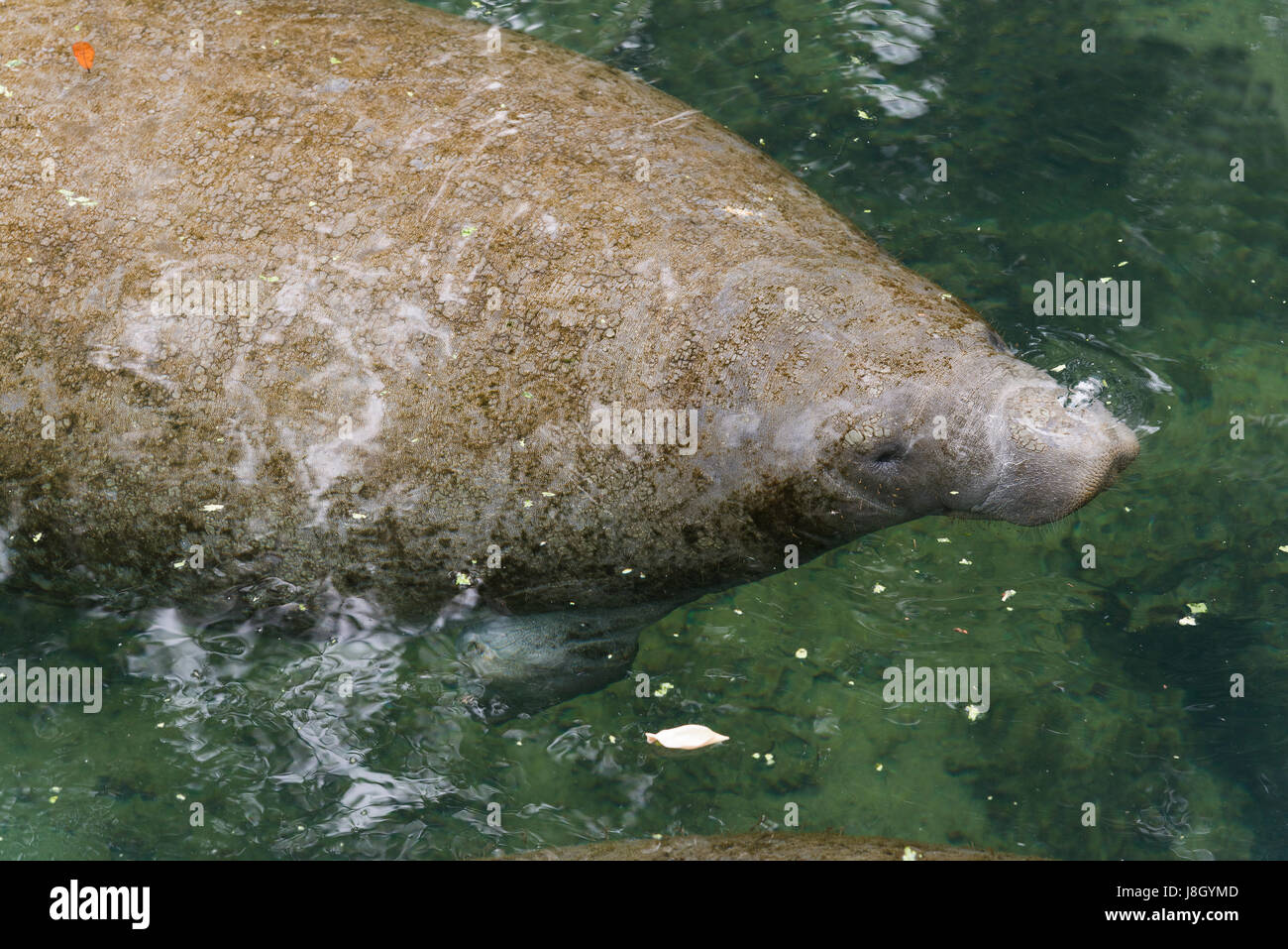 Head and nose of a West Indian manatee at Homosassa Springs Florida USA ...