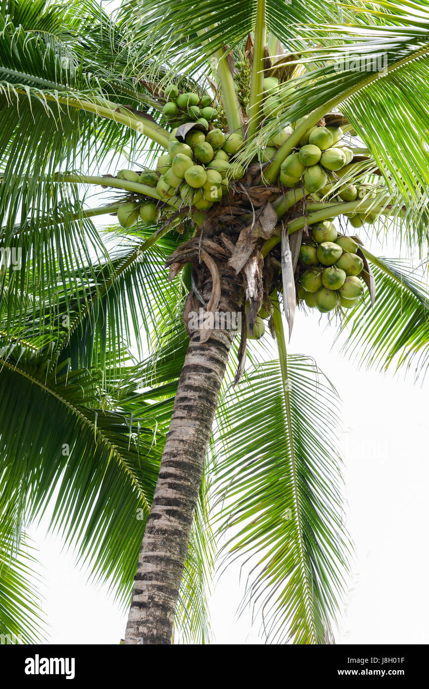 Sweet Coconut tree Stock Photo - Alamy