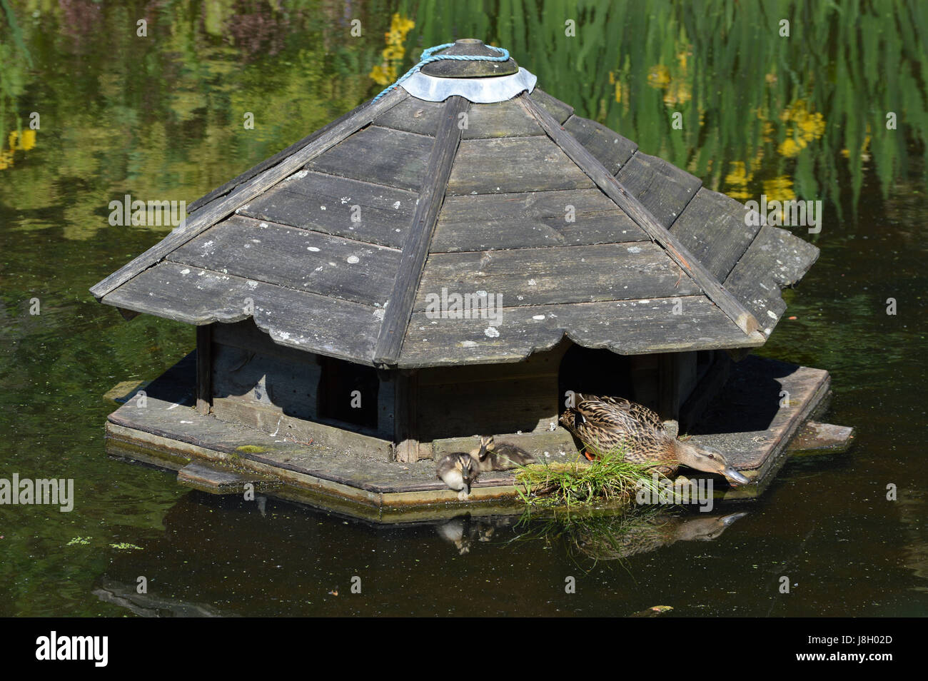 Duck house on water hi-res stock photography and images - Alamy