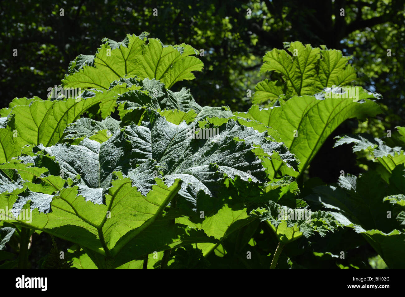 Large gunnera hi-res stock photography and images - Alamy