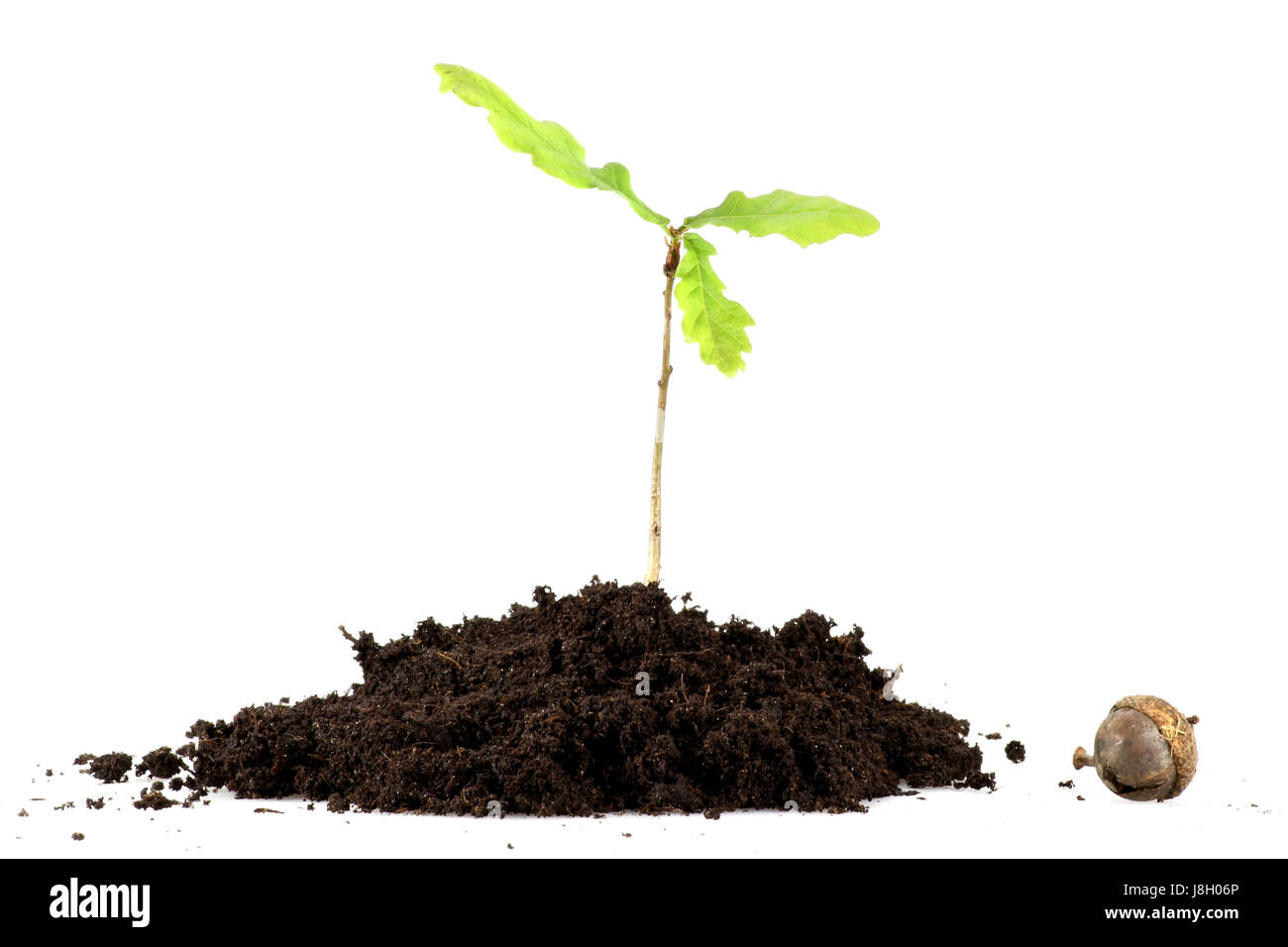 Oak sapling hi-res stock photography and images - Alamy