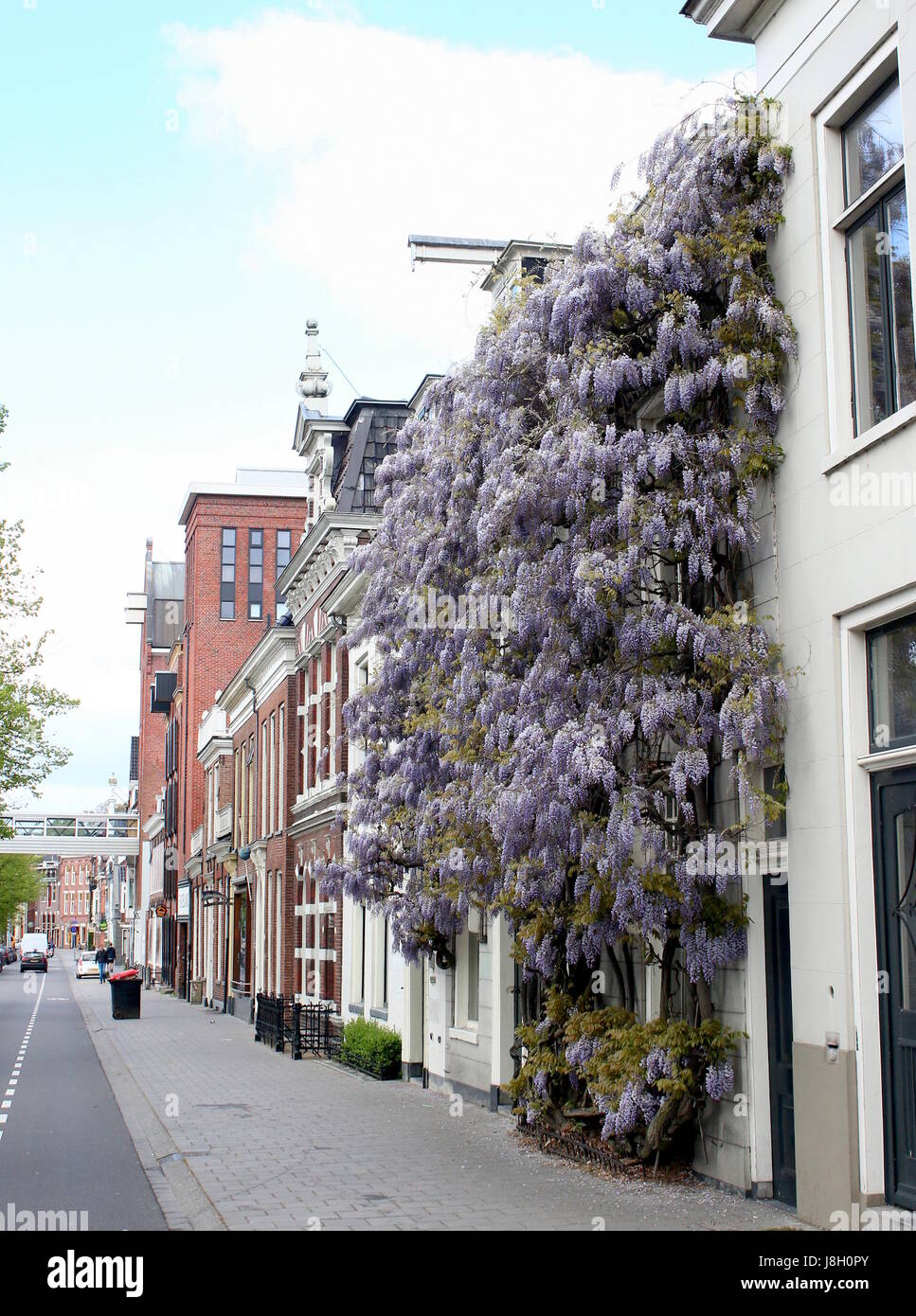 Very large blooming Wisteria tree at a house along Noorderhaven canal ...