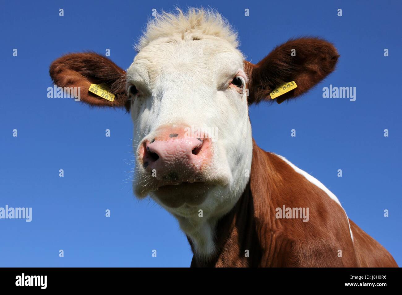 Happy cow hi-res stock photography and images - Alamy