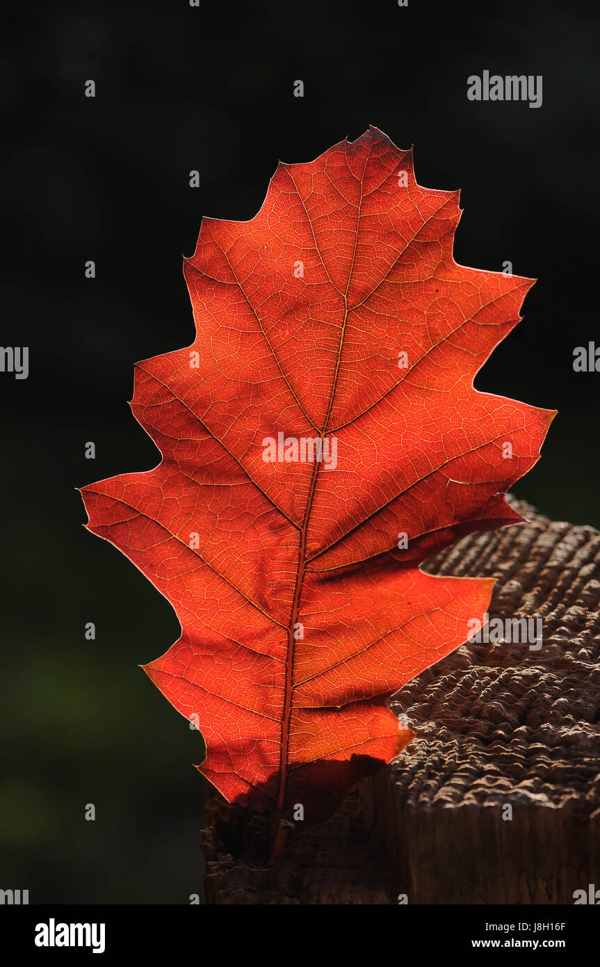 oak, pole, autumn foliage, red, leaves, foliage, nature, colour ...