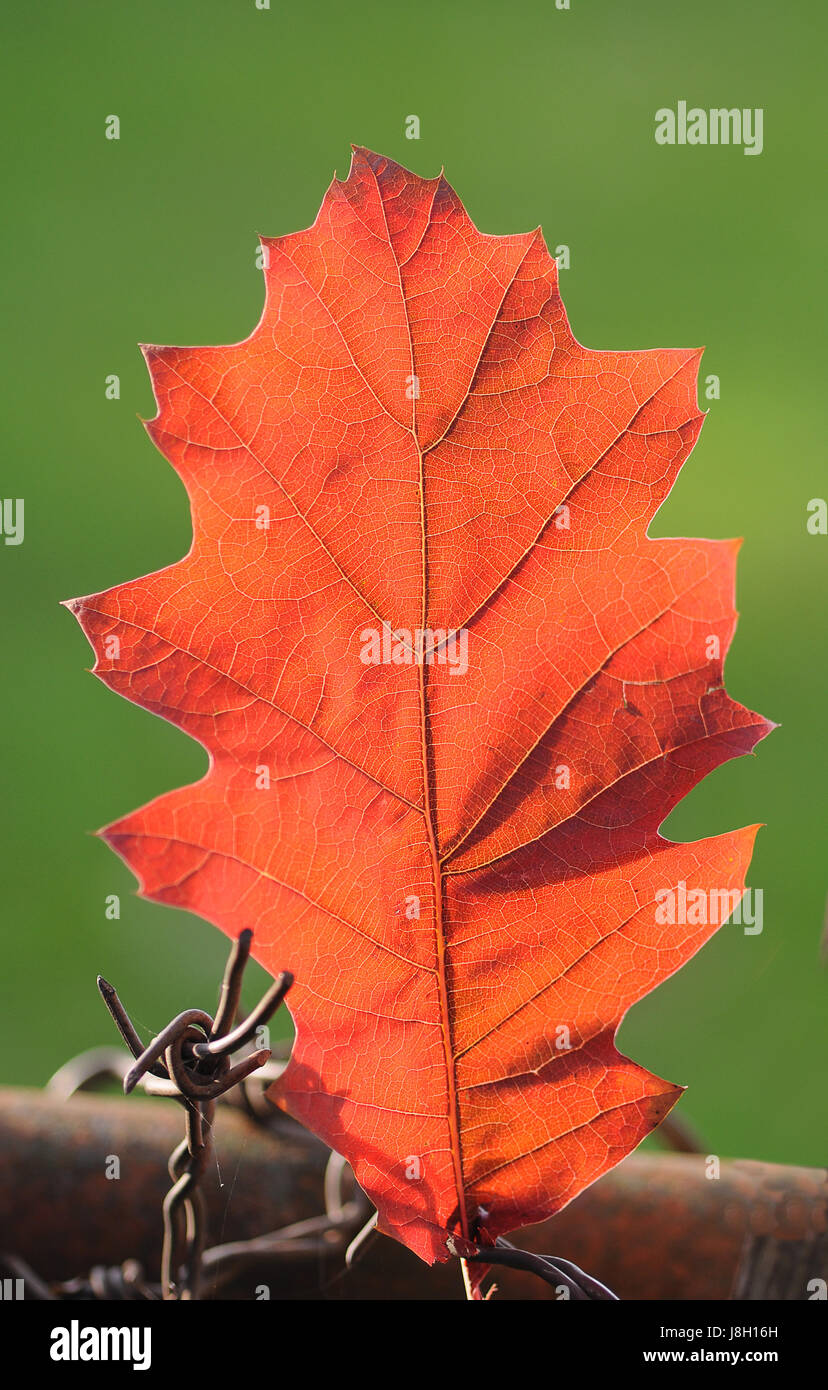 oak, pole, autumn foliage, red, leaves, foliage, nature, colour ...