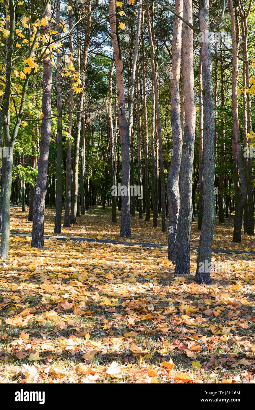 tree, park, wood, leaves, maple, forest, foliage, fall, autumn, shine ...