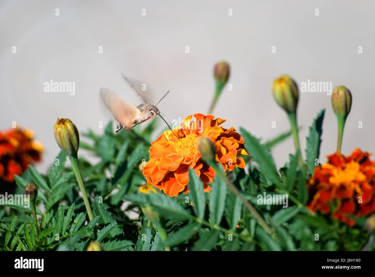 insect, flower, plant, fauna, butterfly, flora, lawn, green, drink ...