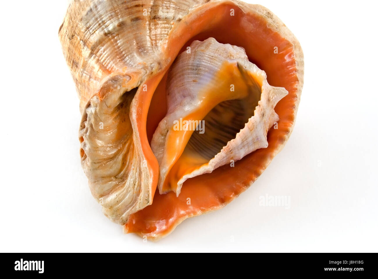 shell, limestone, sea shell, salt water, sea, ocean, water, isolated ...
