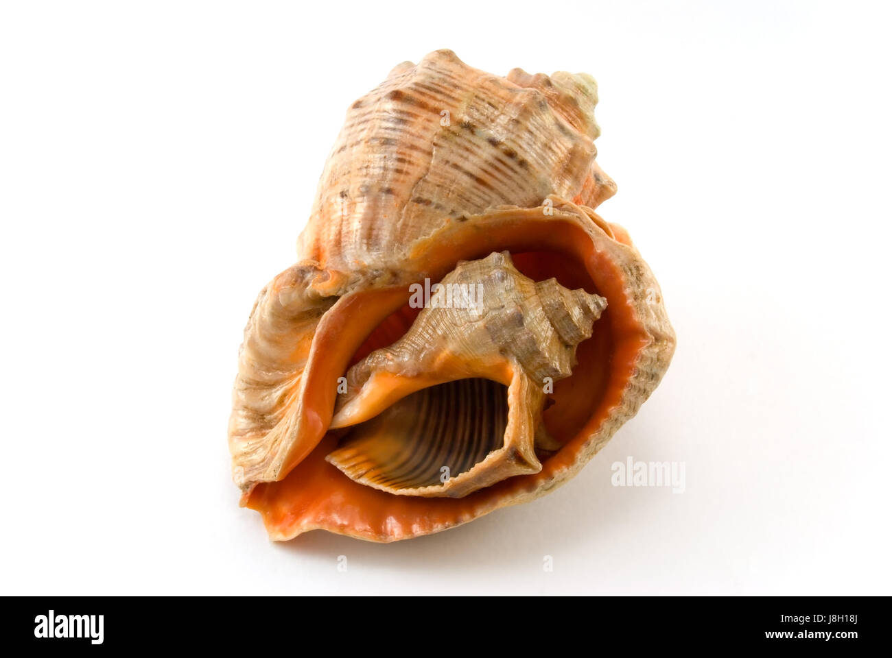 shell, limestone, sea shell, salt water, sea, ocean, water, isolated ...