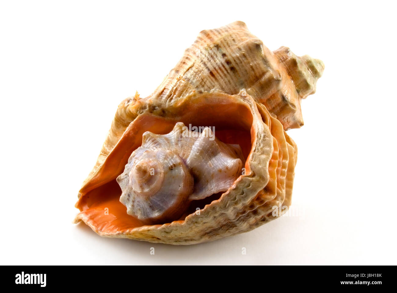 shell, limestone, sea shell, salt water, sea, ocean, water, isolated ...