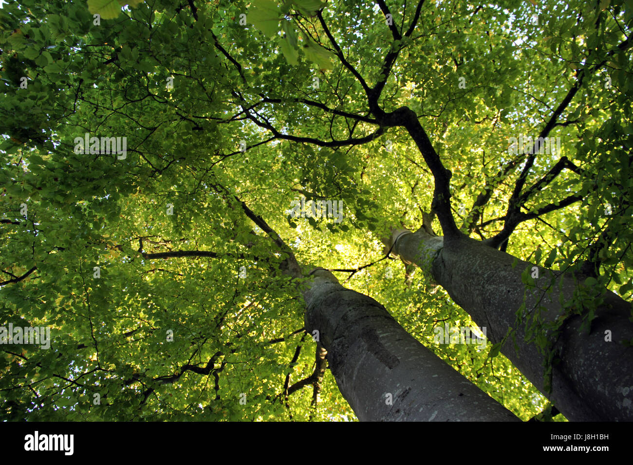 leaves, branches, beech, colour, colors, colours, shine, shines, bright ...